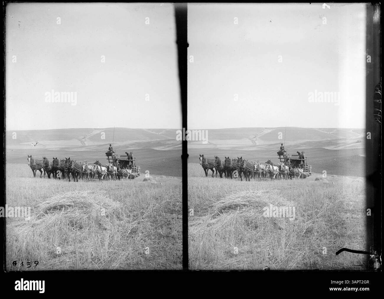 Lee Moorhouse's stereo photograph captures the harvesting operations at ...