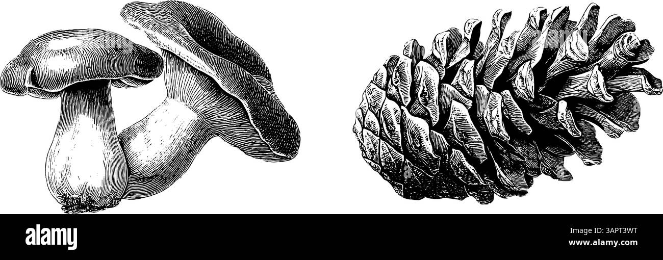 Engraved botanical illustration set featuring mushrooms and pinecones ...