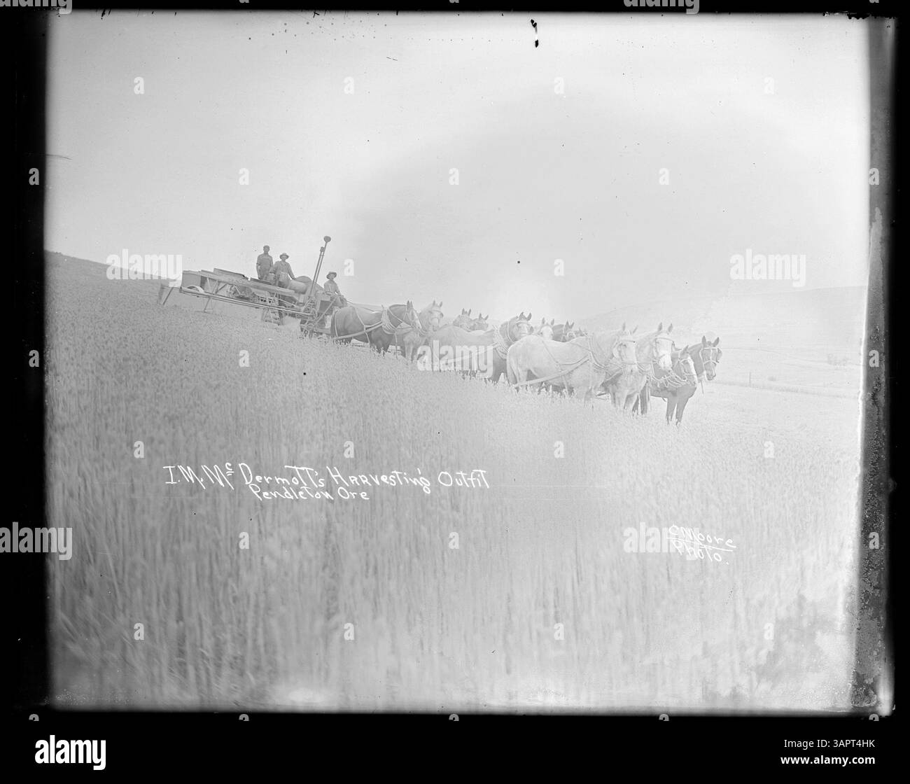 This photograph depicts I.M. McDermott's horse-drawn combine, a key ...