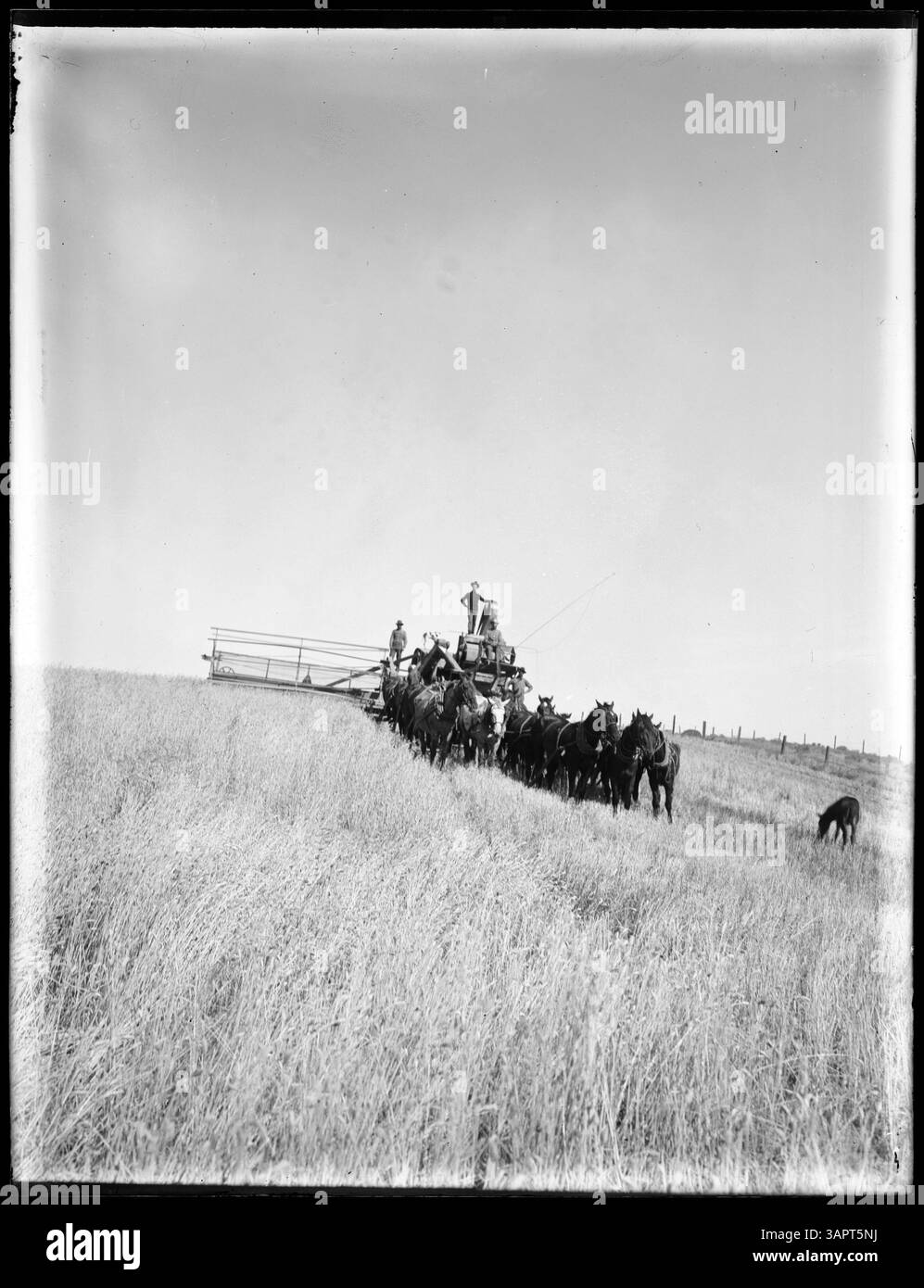 A photograph showing a horse-drawn combine with a 20-horse team and a 4 ...