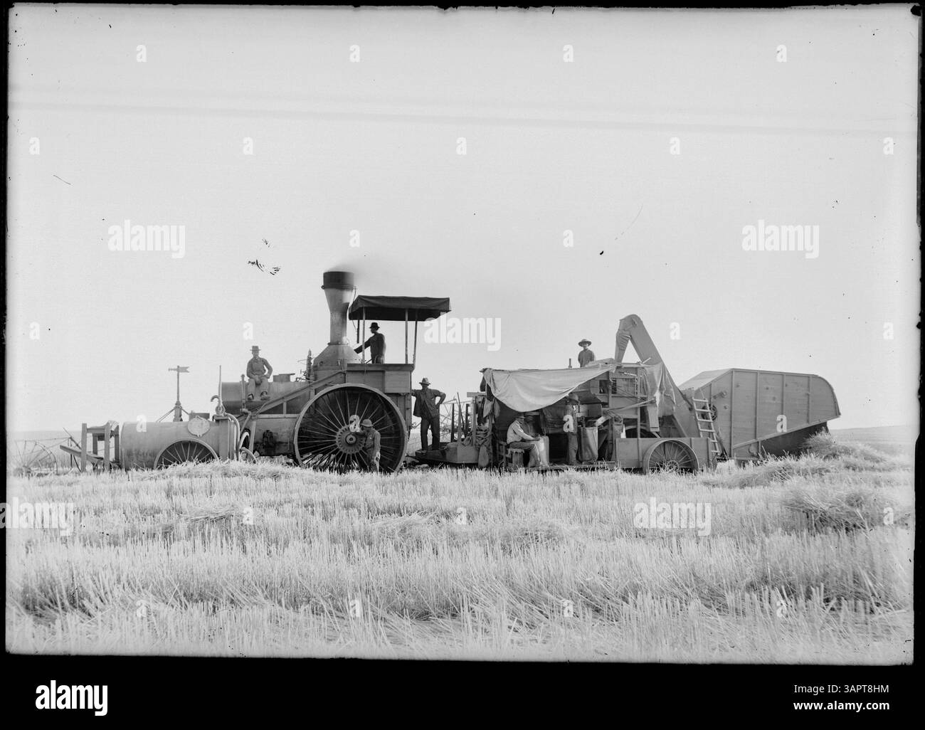 Photograph showing the process of harvesting wheat using a steam ...