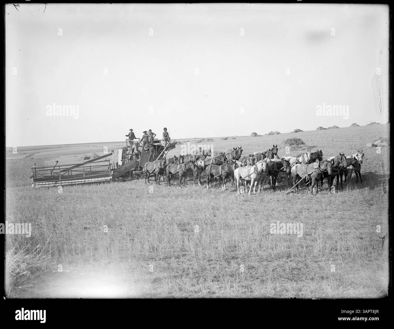 This photograph captures a Holt combine pulled by 28 horses, with a 5 ...