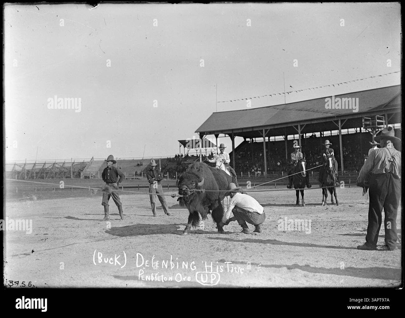 Black and white photograph of people on horseback near a bison ...