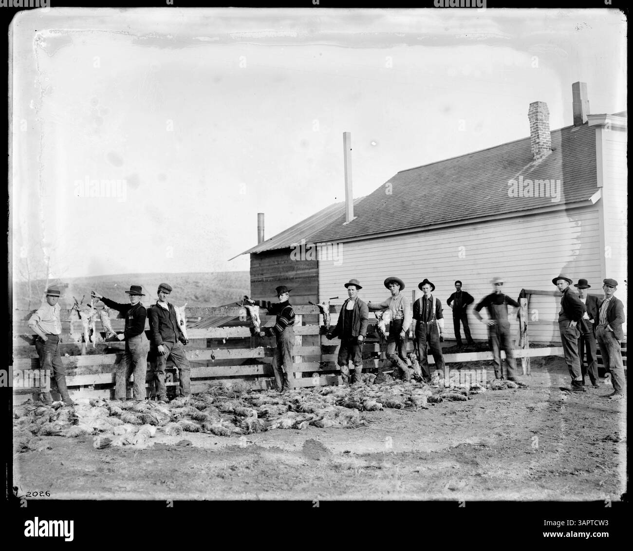 This photograph by Lee Moorhouse shows the end of a rabbit drive on ...