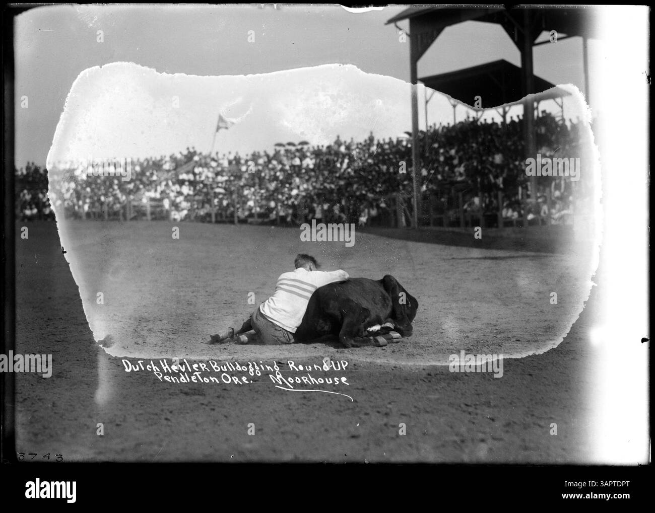 Bulldogging is a rodeo event in which a hi-res stock photography and ...