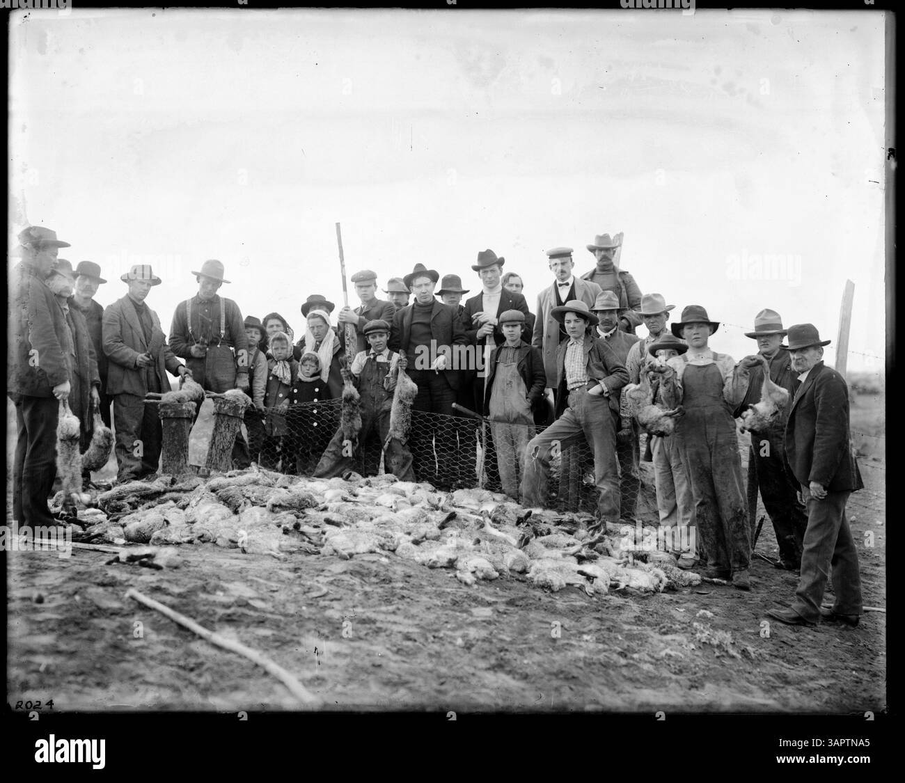 Photograph depicting the end of a rabbit drive on Blalock Island, with ...