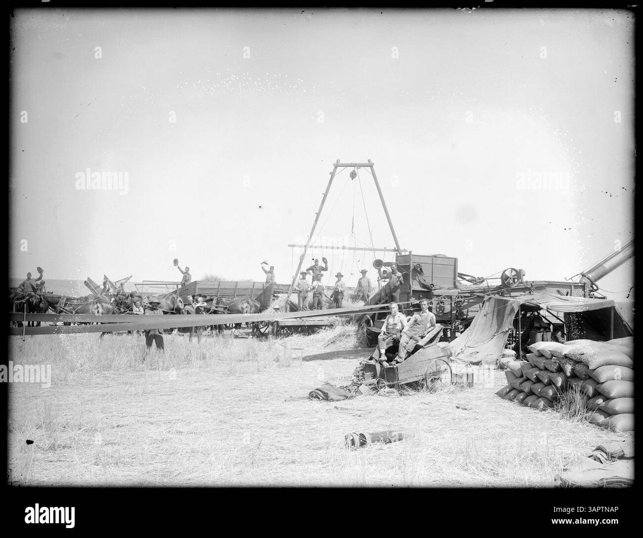 This photograph from Lee Moorhouse shows a threshing crew using steam ...
