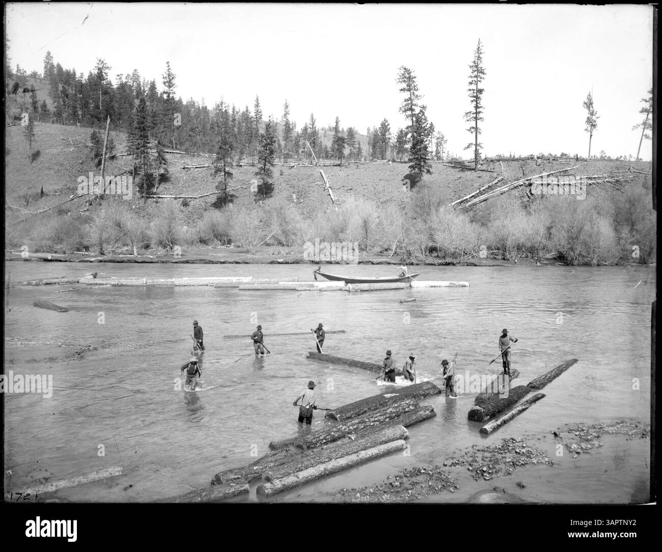 Black and white image showing men working with logs in a river. The ...