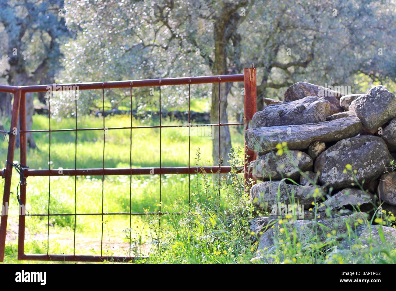 Stone wall and rusty gate at the edge of a sunlit olive grove. Close-up ...