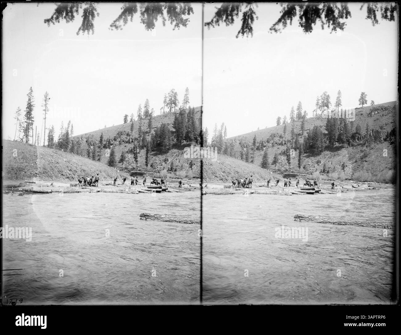 A stereo photograph of horse teams, men, and boats pulling logs off ...