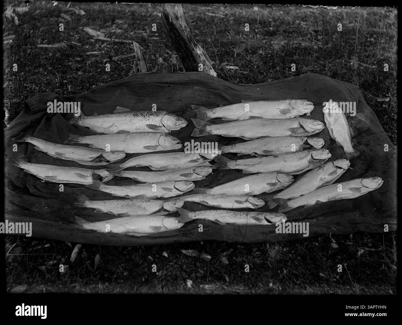 This photograph by Lee Moorhouse captures a catch of trout, documenting ...