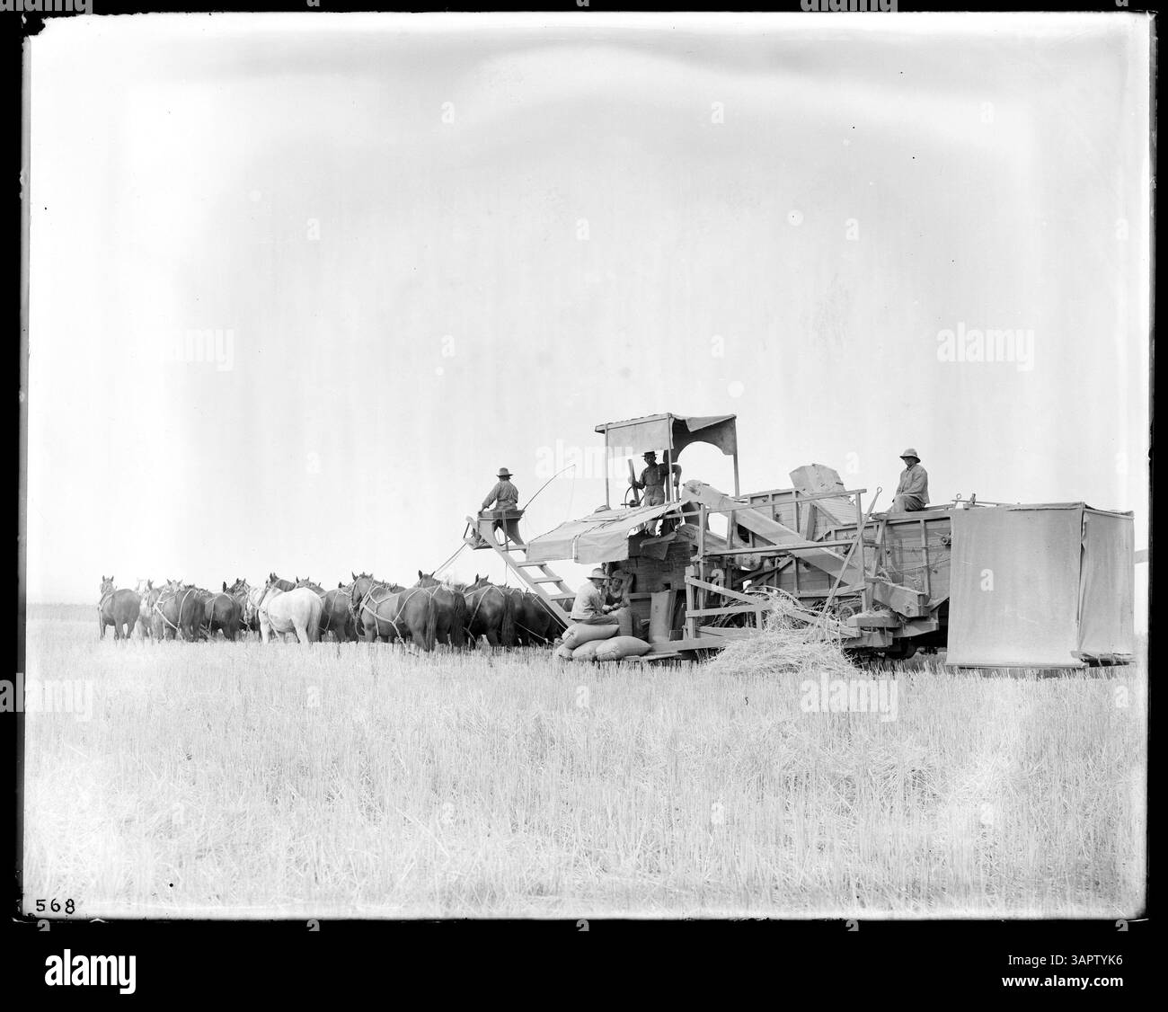 A photograph showing Hamilton and Crow's horse-drawn harvesting outfit ...