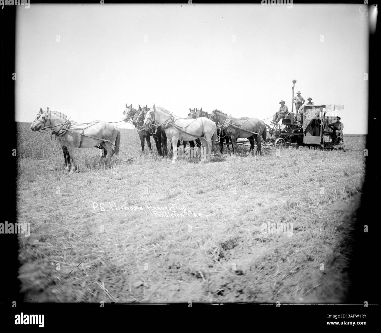 P.S. Thompson's harvesting with a horse-drawn reaper in a vintage ...
