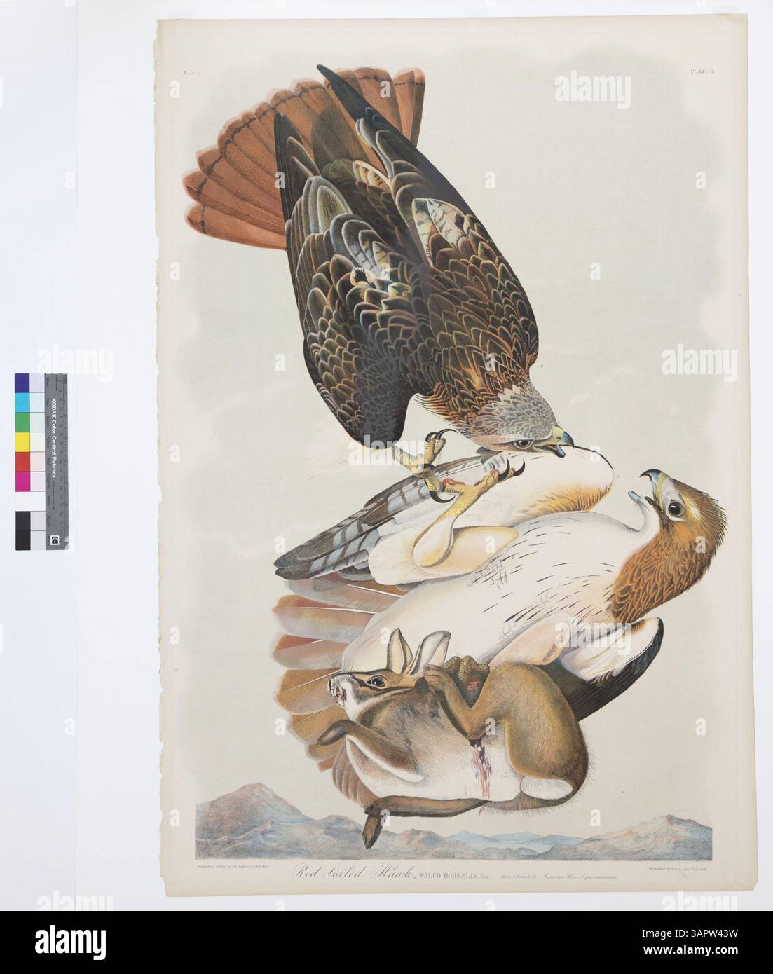 The illustration in Birds of America, Bien Folio, Plate 7 depicts a ...