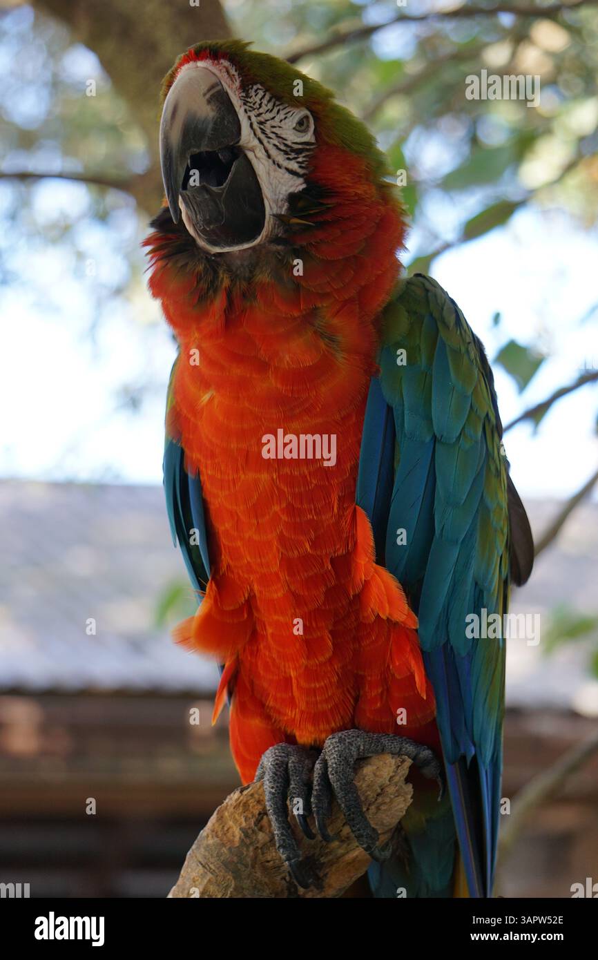 Close up of a scarlet macaw (Ara macao), an exotic tropical parrot with ...