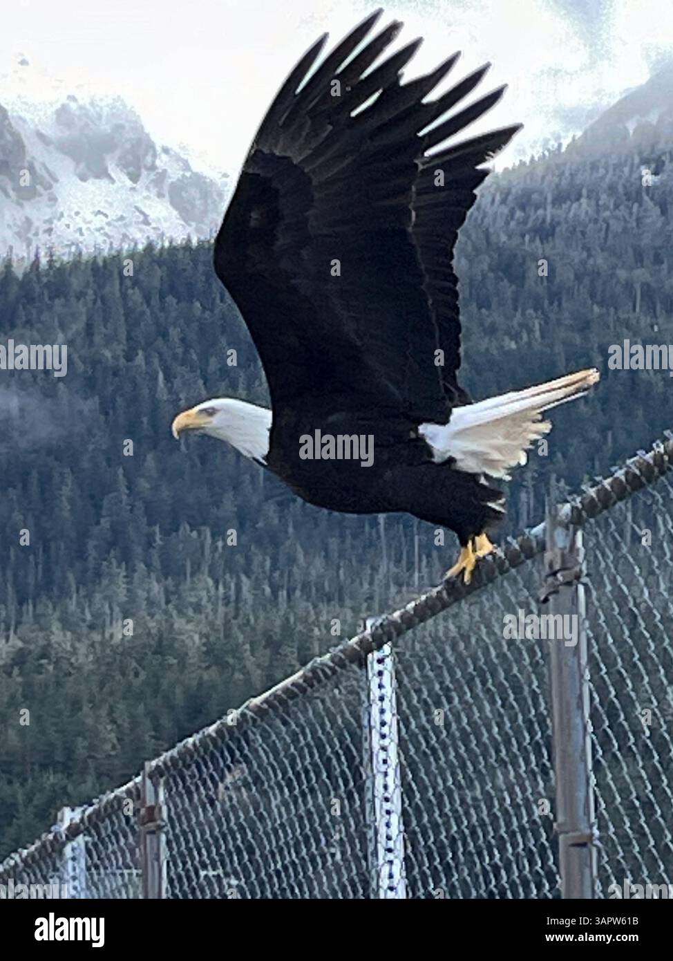 A bald eagle takes off near a dock in Juneau, Alaska, on Saturday ...
