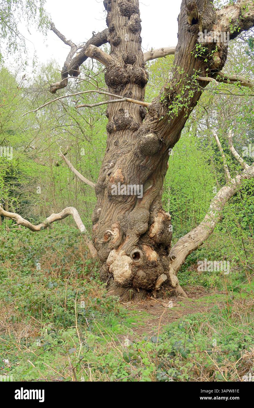 Old and Gnarly nobbly old tree in a woodland scene Stock Photo - Alamy