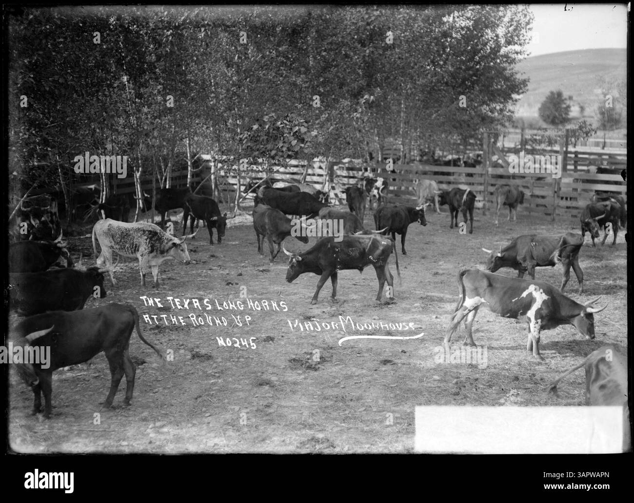 A photograph depicting a paddock filled with longhorn cattle in ...