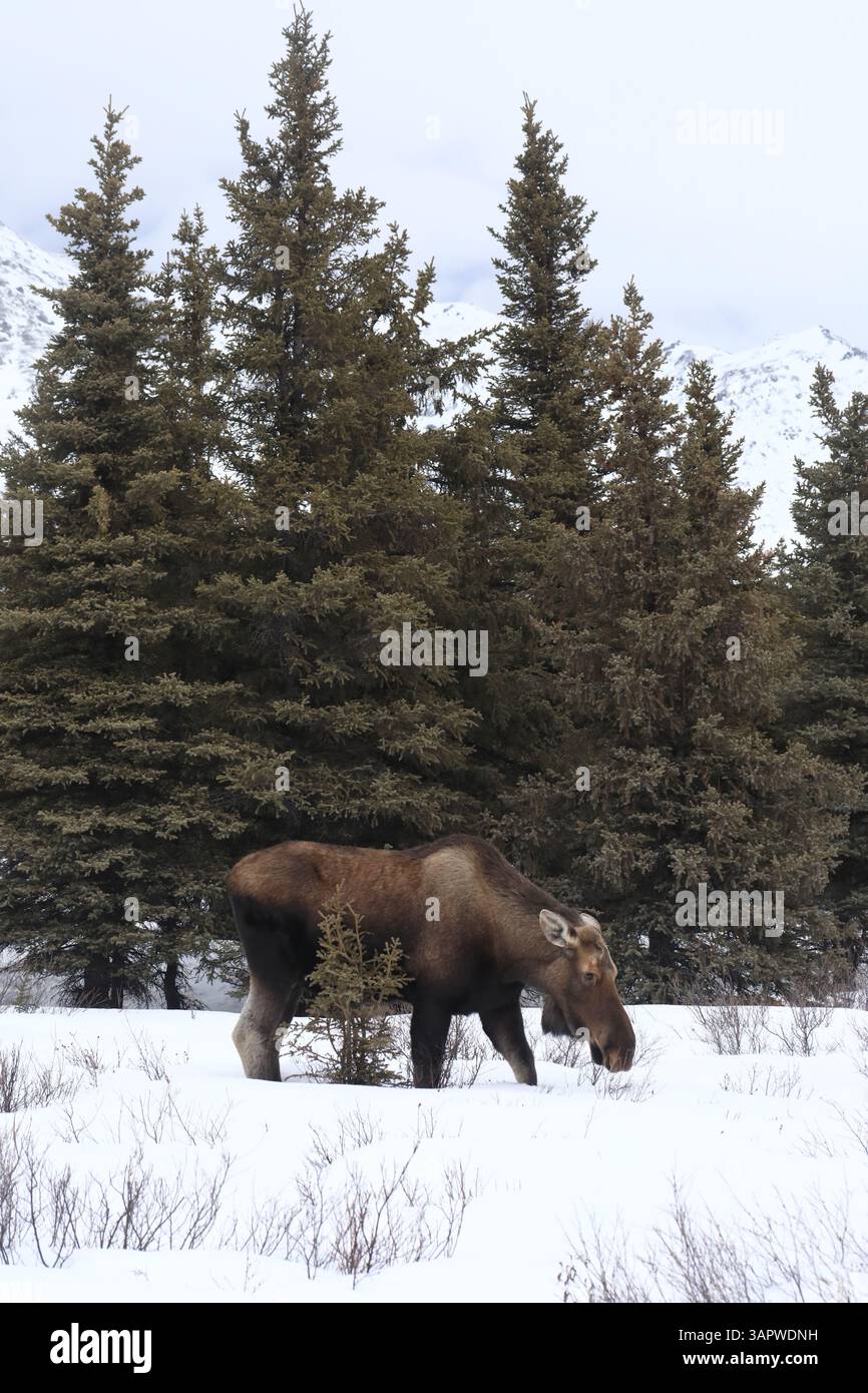 Denali national park winter wildlife hi-res stock photography and ...