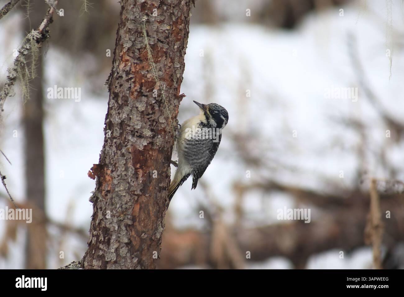 Bark pecking woodpecker hi-res stock photography and images - Alamy
