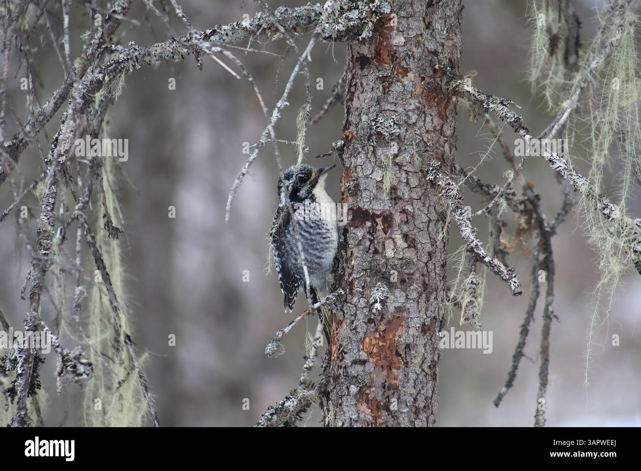 Woodpecker on trail hi-res stock photography and images - Alamy