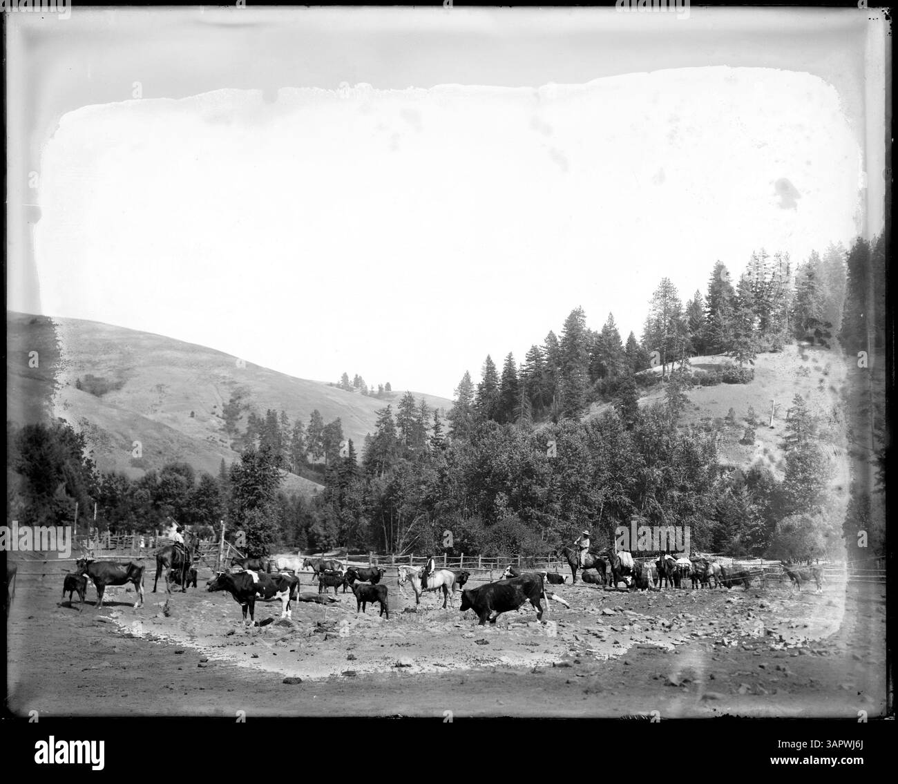 This photograph shows steers and cows in a corral at Cowboy Thompson's ...