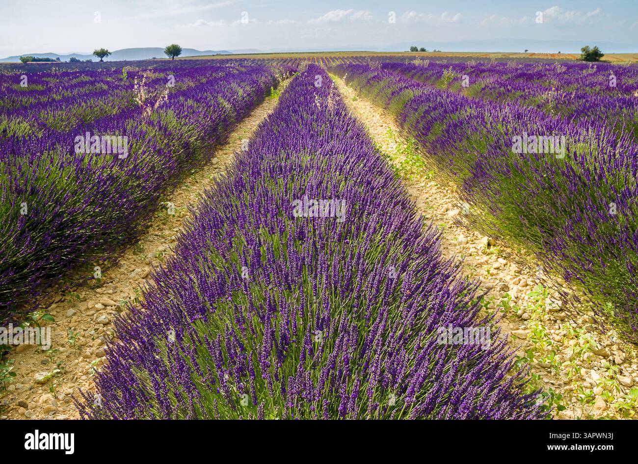 Landscape in Provence, blossoming purple lavender field at Valensole ...