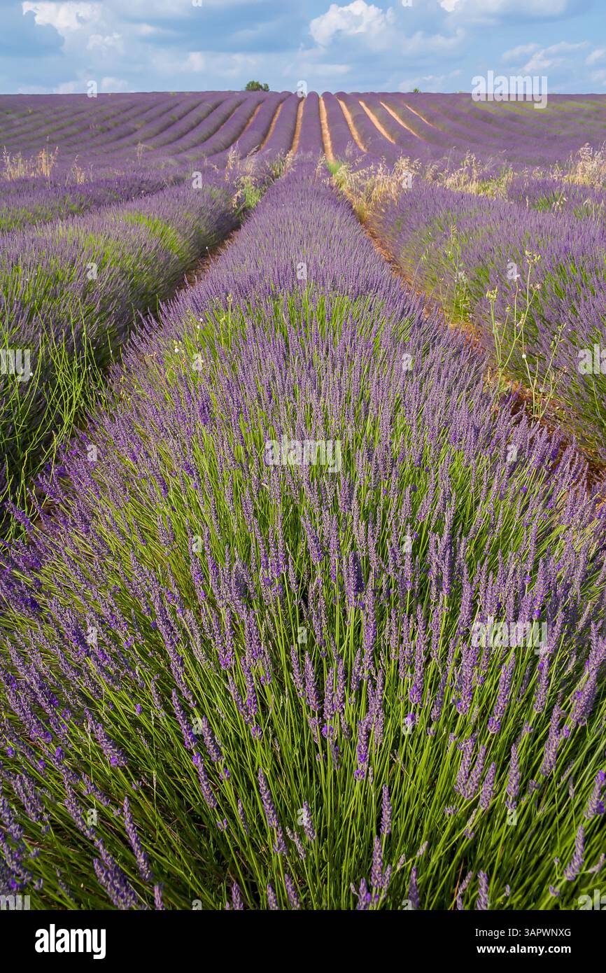 Landscape in Provence, blossoming purple lavender field at Valensole France Stock Photo - Alamy