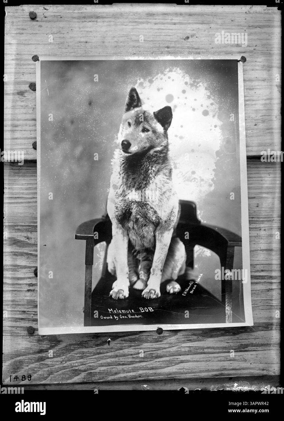 Photograph of Malamute Bob, a husky dog owned by George Boucher of Nome ...