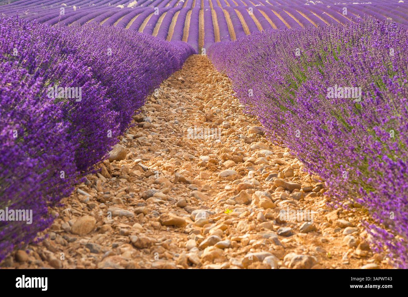 Landscape in Provence, blossoming purple lavender field at Valensole France Stock Photo - Alamy