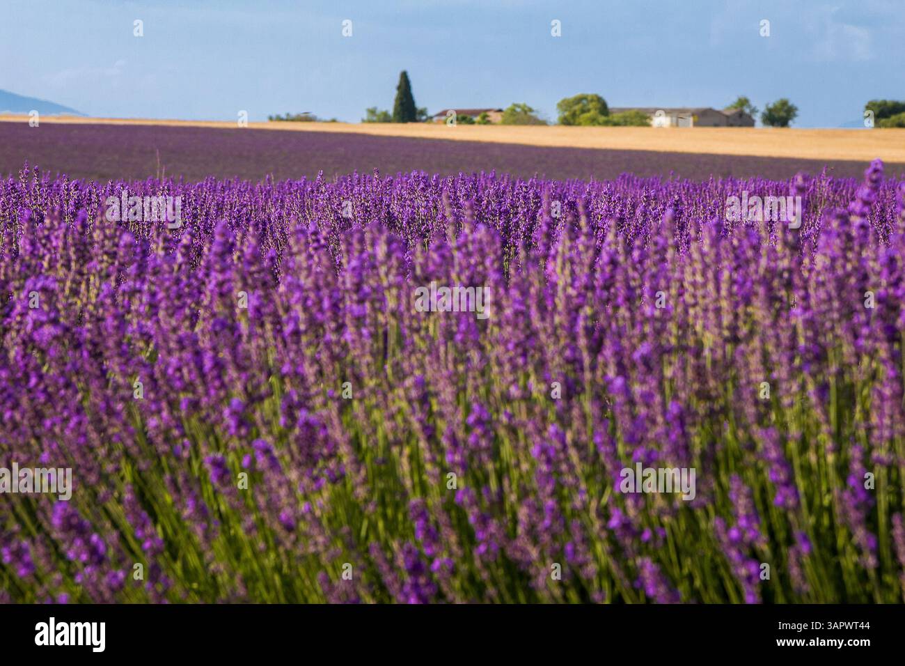 Landscape in Provence, blossoming purple lavender field at Valensole France Stock Photo - Alamy