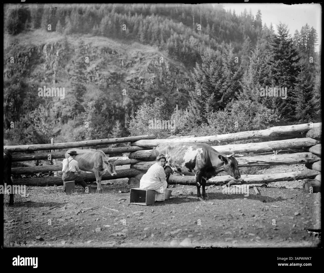 This black and white photograph depicts a man and woman milking cows ...