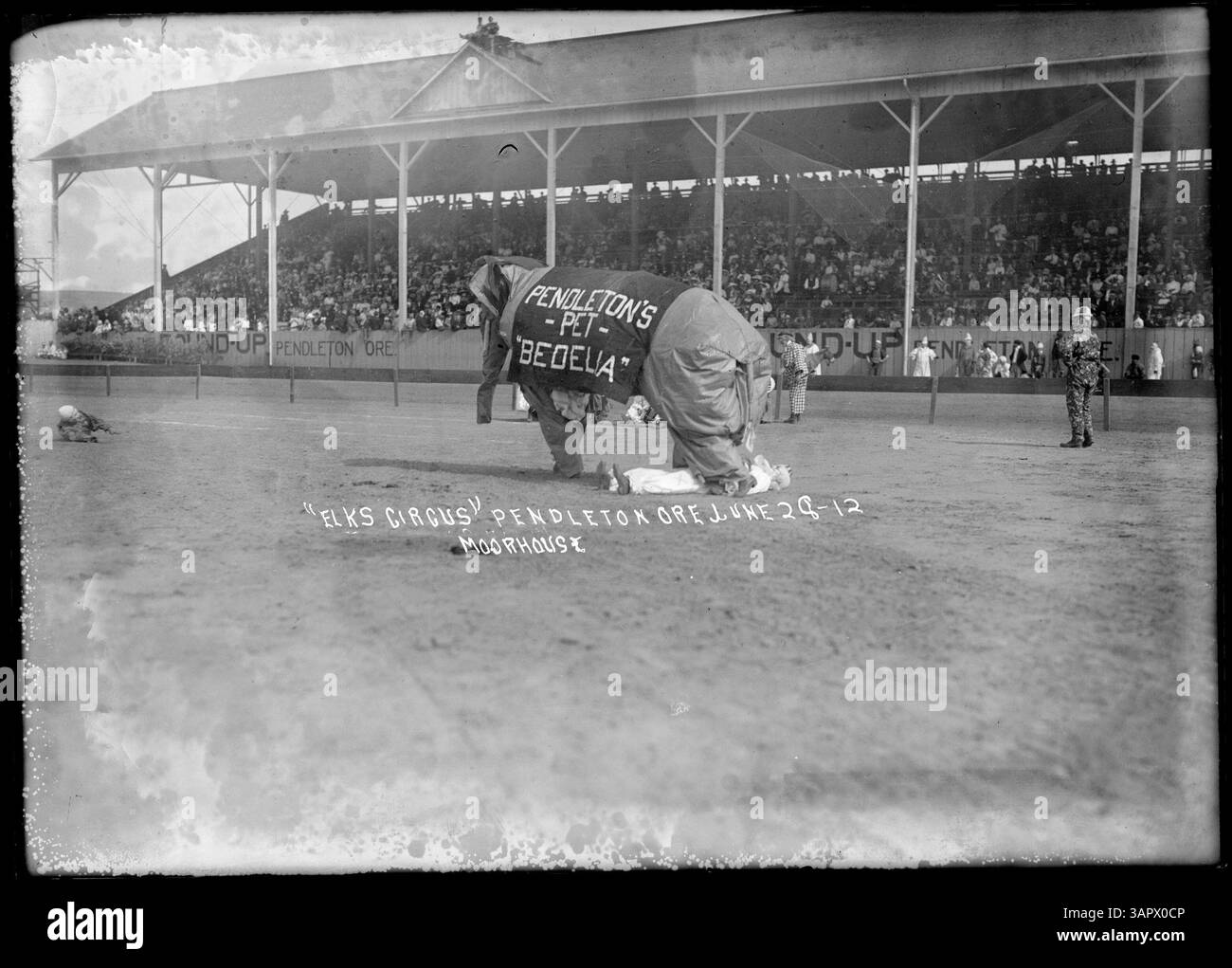 Photograph of men costumed as an elephant and 'Bedelia' stepping over ...