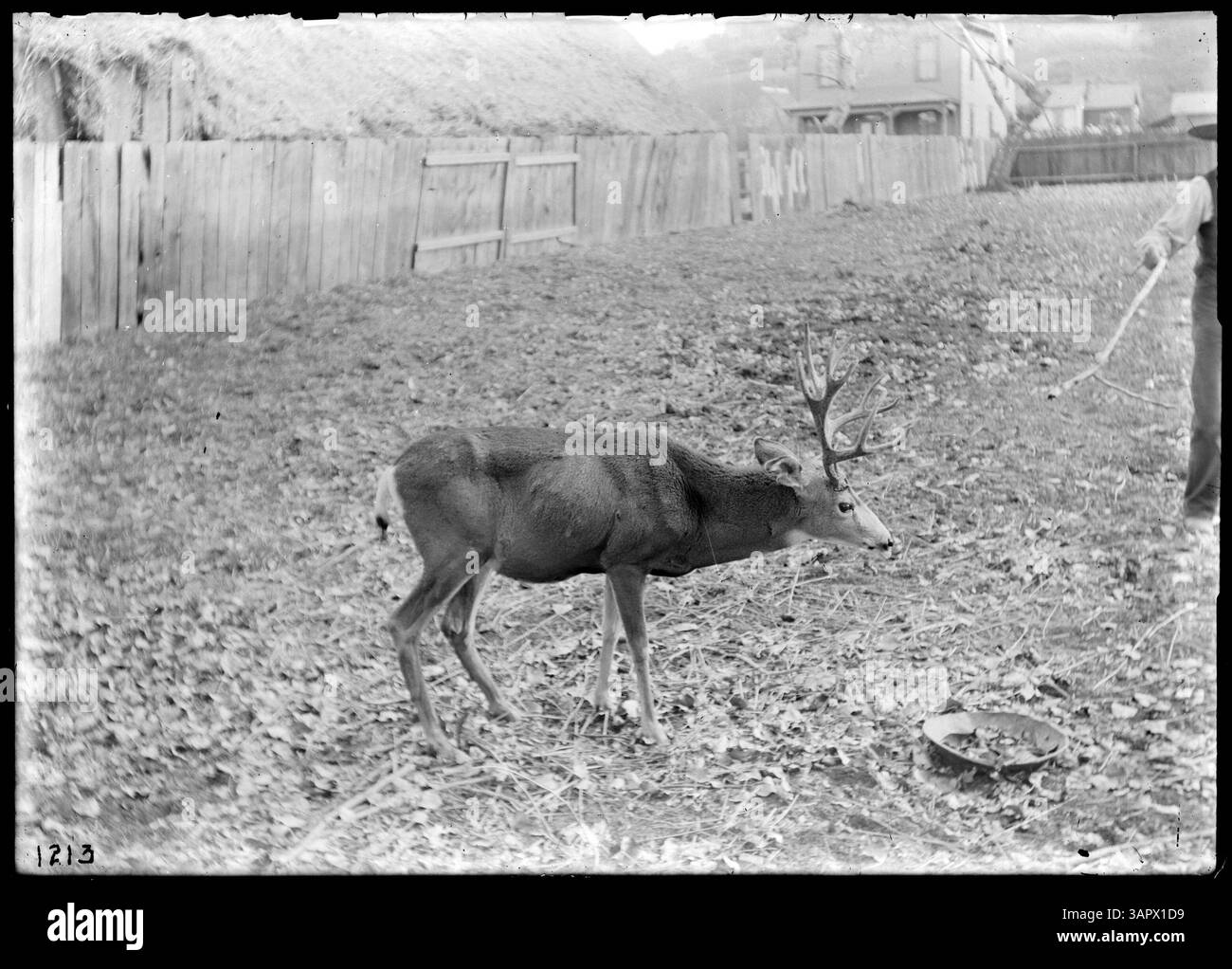 Photograph of a buck deer in an enclosure, captured by Lee Moorhouse ...