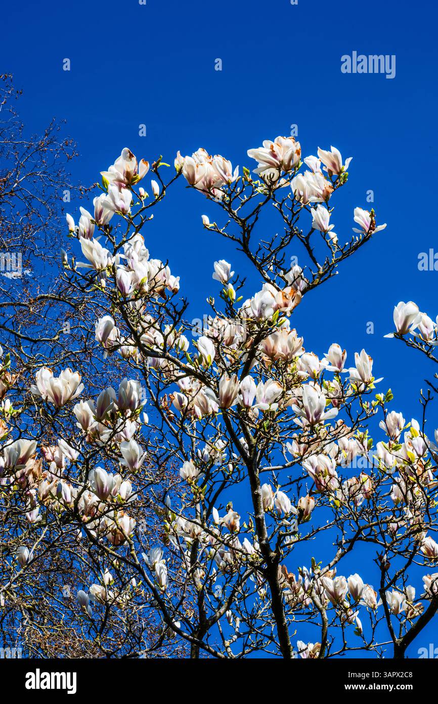 William sherard hi-res stock photography and images - Alamy