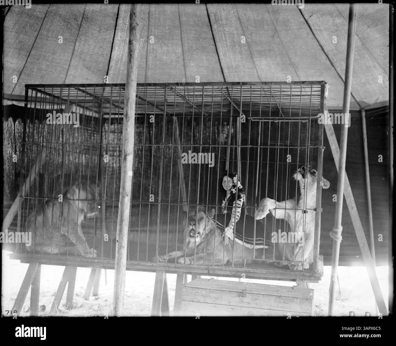 This photograph features a lady lion tamer performing with lions at the ...