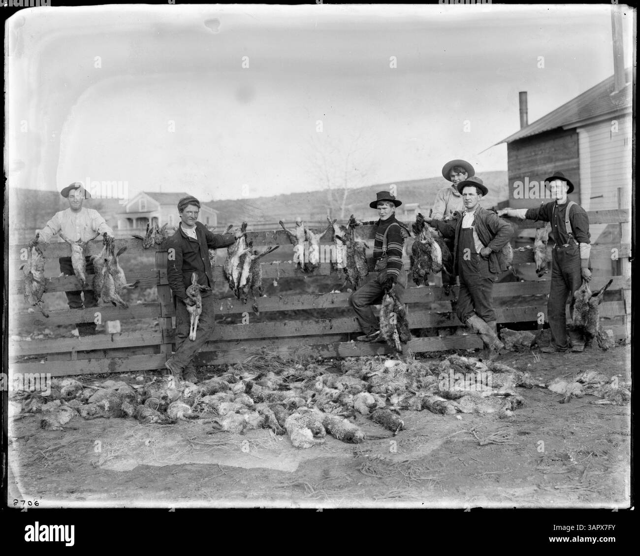 This photograph by Lee Moorhouse shows the end of a rabbit drive on ...