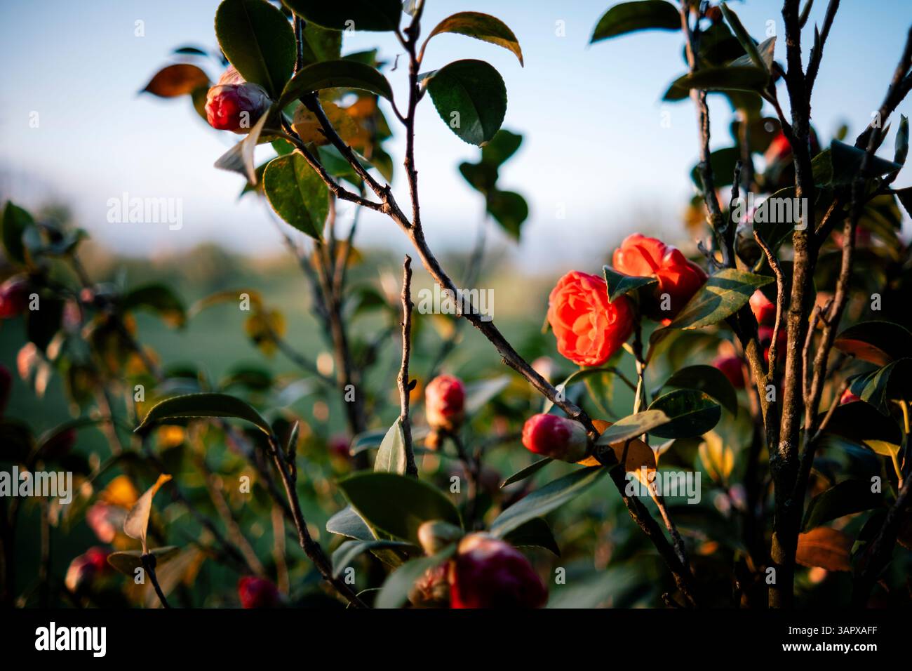 Sunset-lit red camellias in bloom on a green bush Stock Photo - Alamy