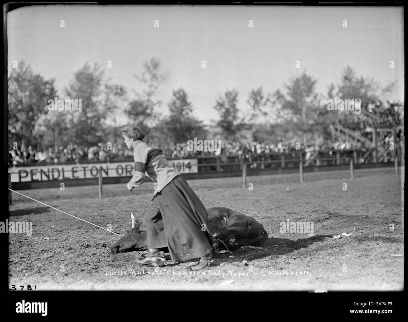This image shows Lucille Mulhall, a famous cowgirl, roping a steer. The ...