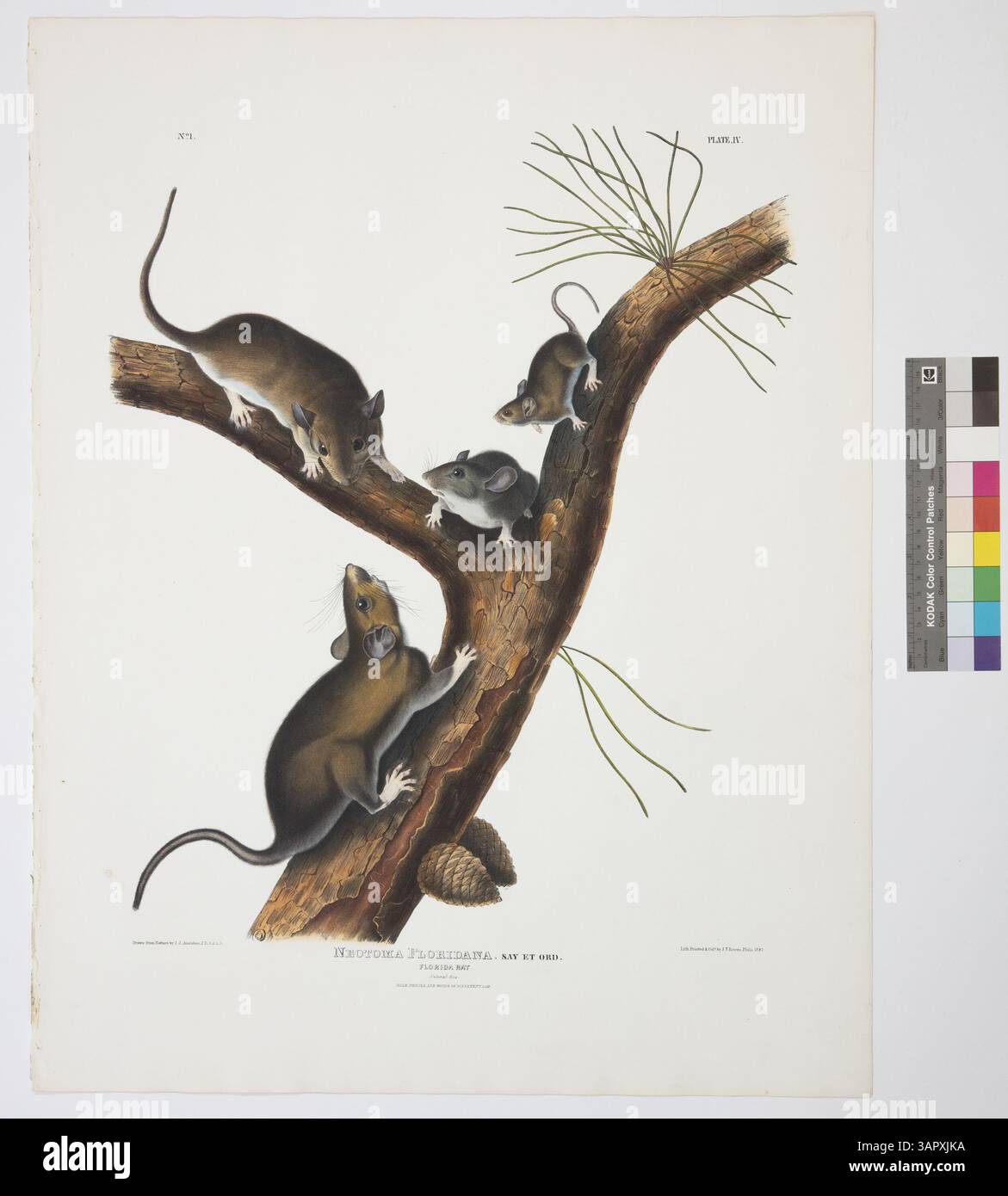 Illustration of the Florida rat (Neotoma Floridana) by Say and Ord ...