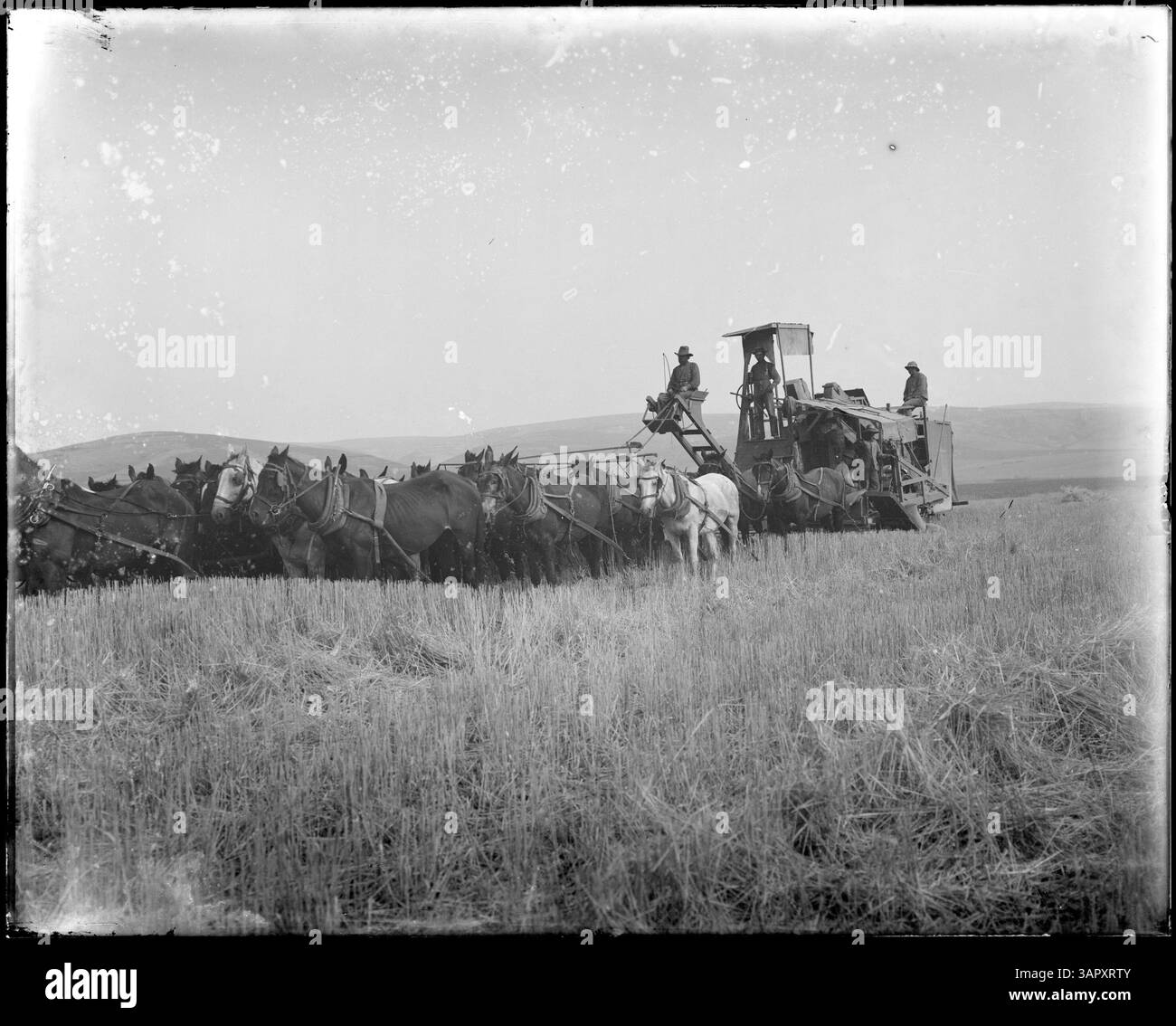 Photograph of a horse-drawn combine at Pell Bros. ranch, taken by Lee ...
