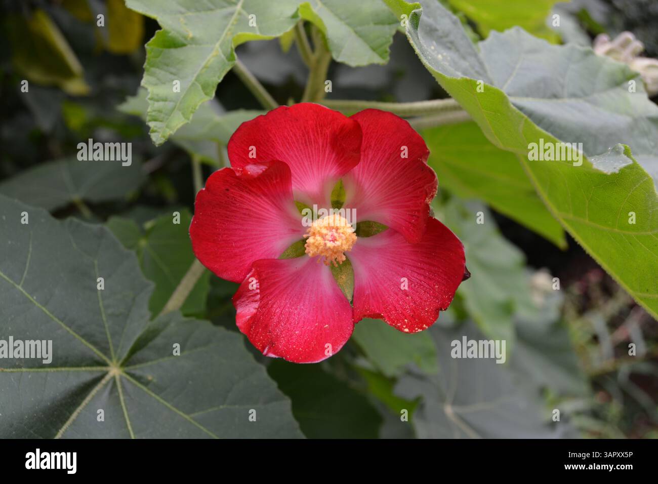 Bush Mallow Flower Phymosia Umbellata plant Stock Photo - Alamy