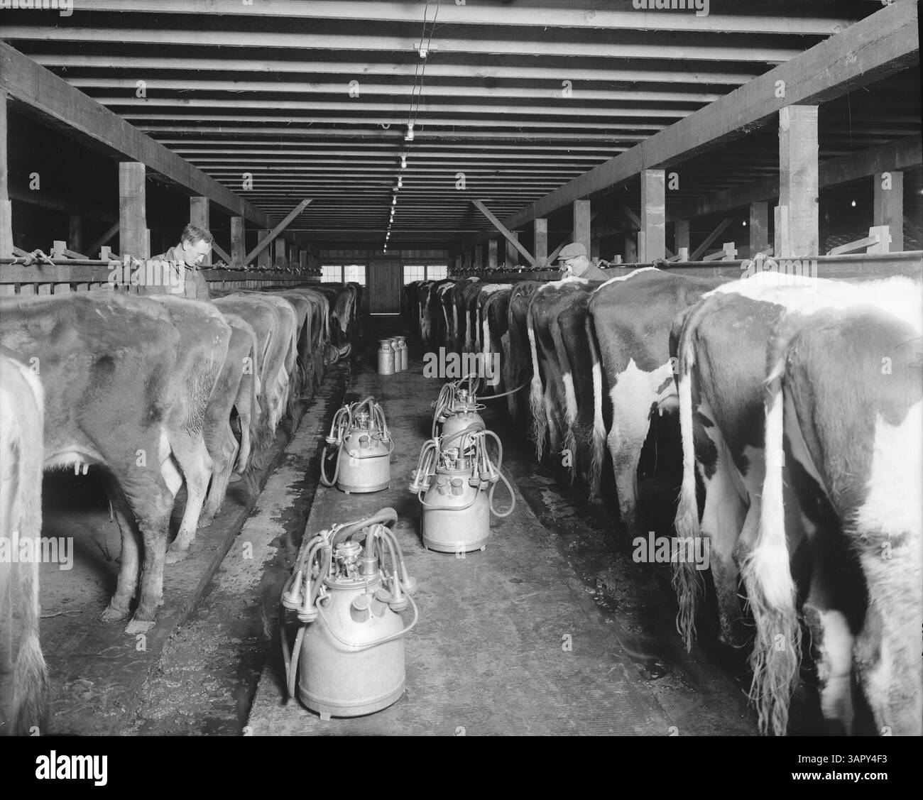 This Angelus Studio photograph depicts the interior of the Botsford ...