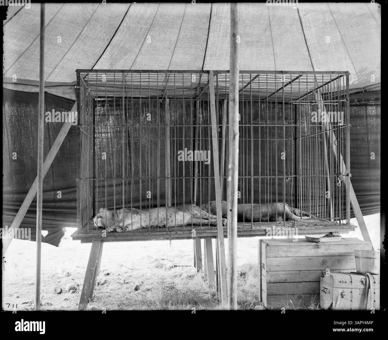 Images of captured animals Black and White Stock Photos & Images - Alamy