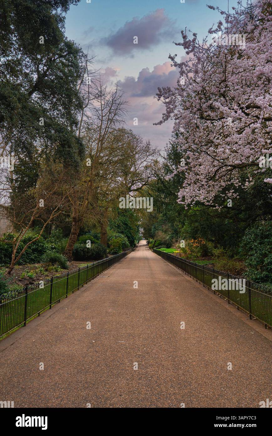 Pathway in a London Park with Cherry Blossom and Metal Railings Stock ...
