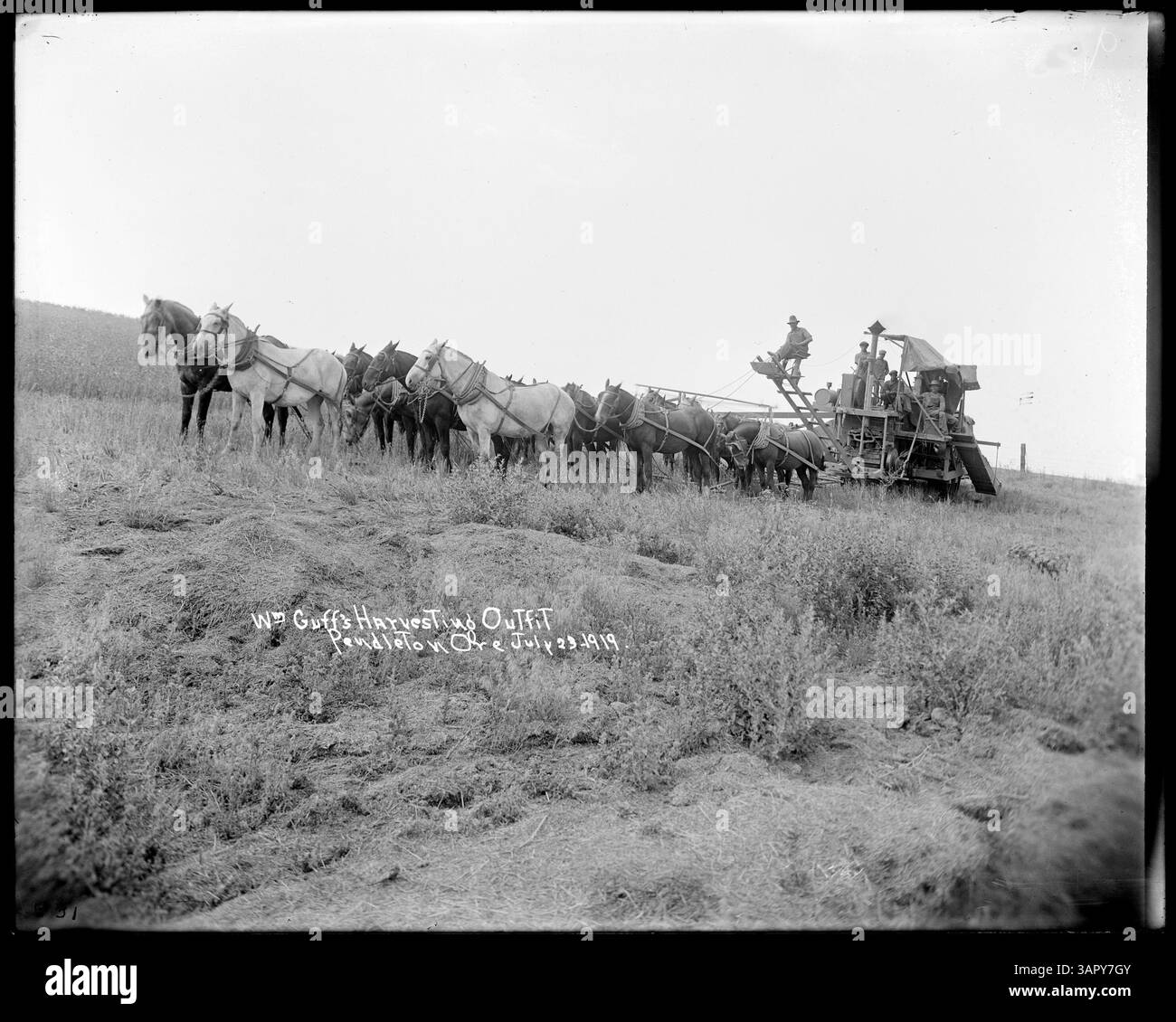 This image shows a horse-drawn combine used by William Guff for ...