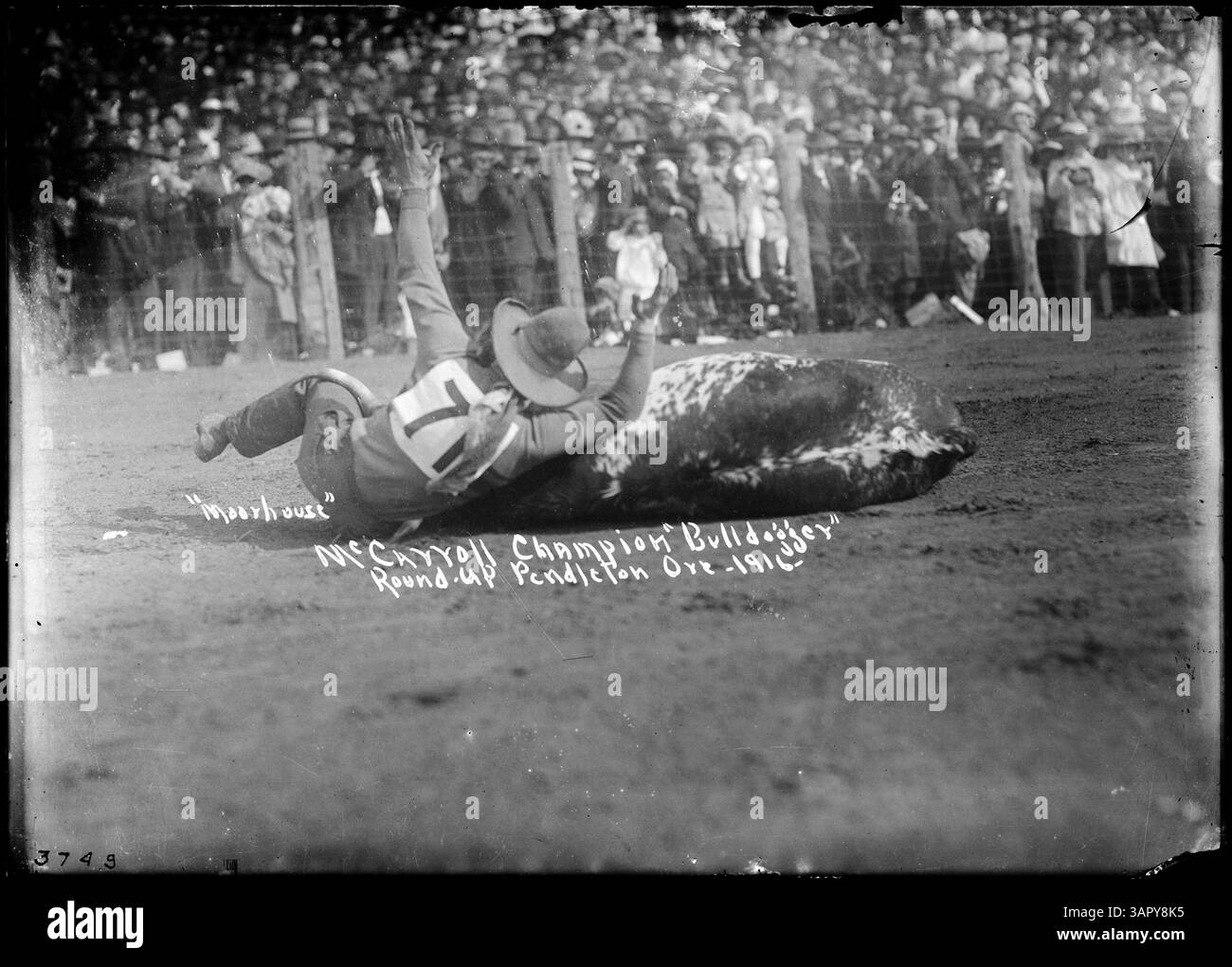 Photograph of Frank McCarroll bulldogging, capturing an intense moment ...
