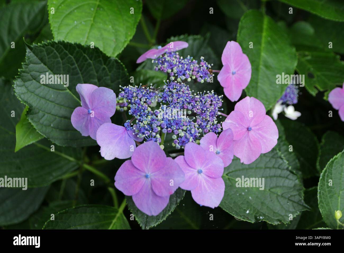 Hydrangea macrophylla, Izu Peninsula, Japan Stock Photo - Alamy