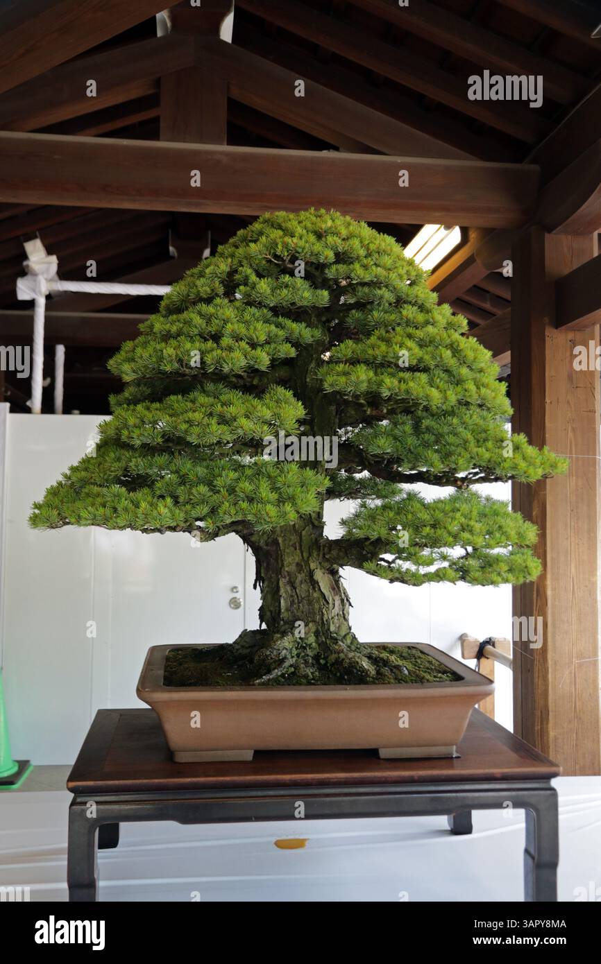 Bonsai japanese east asian hi-res stock photography and images - Alamy