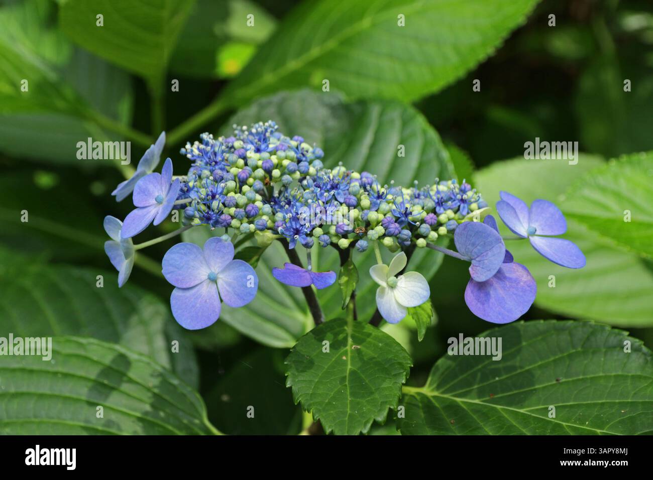 Hydrangea macrophylla, Izu Peninsula, Japan Stock Photo - Alamy